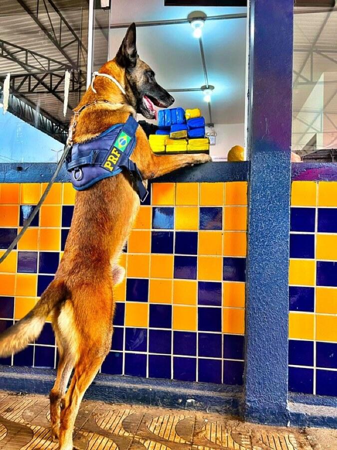 Equipe De Operações Com Cães Da Prf Apreende Oito Tabletes De Cocaína